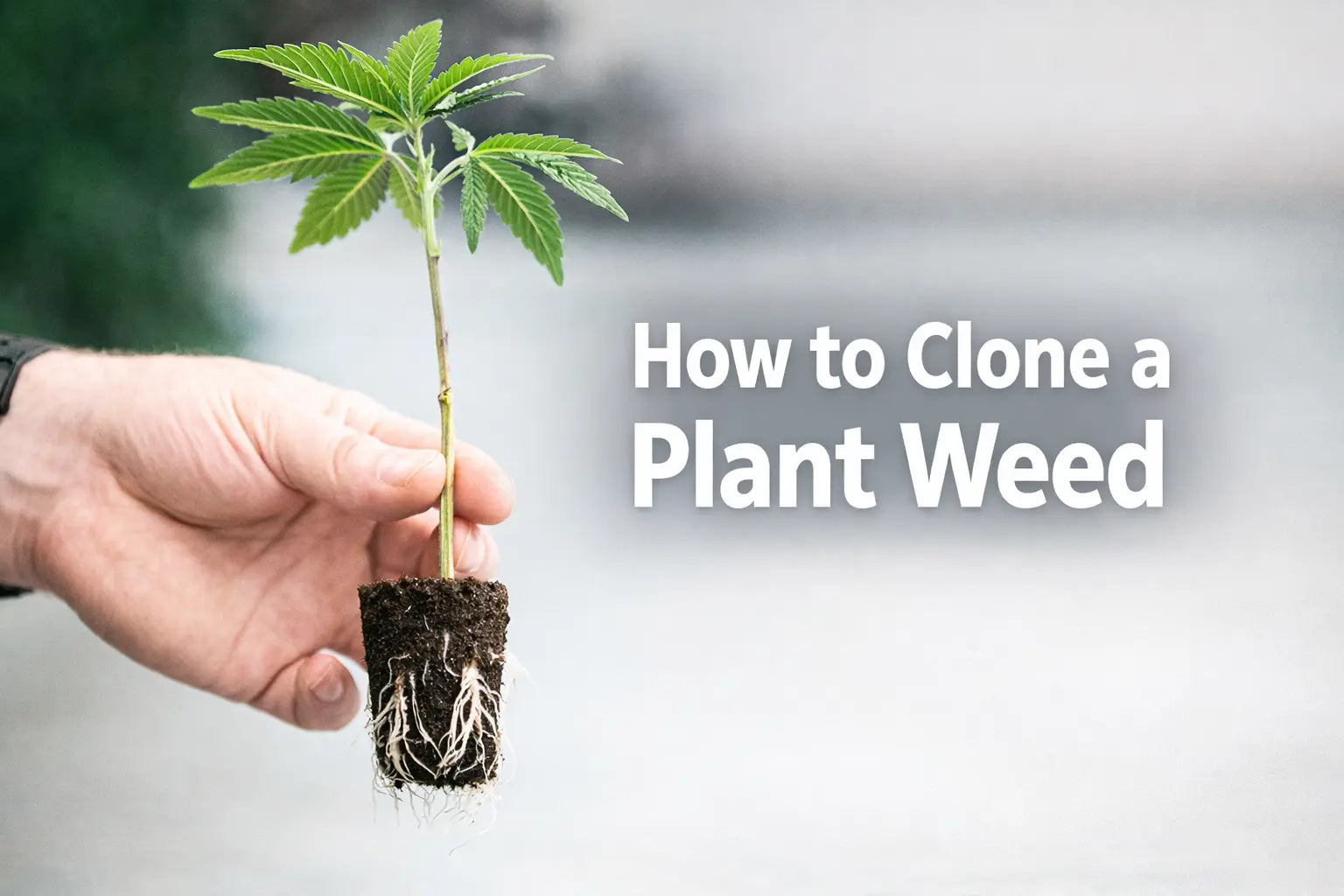 How to Clone a Plant Weed: A Complete Guide for Beginners – Moody Moon Hemp